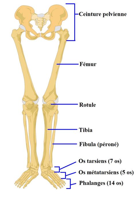 L organisation générale du squelette humain Anatomie humaine organes