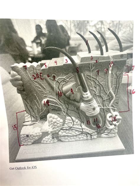 Integumentary System Diagram Quizlet