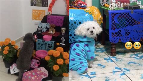 Día de Muertos Perros reaccionan a la ofrenda para mascotas fallecidas