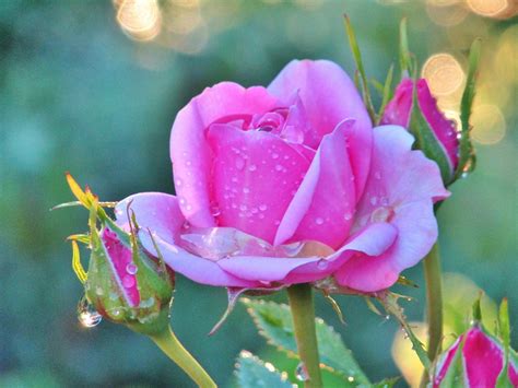 Rose Blume Tautropfen Kostenloses Foto Auf Pixabay Pixabay