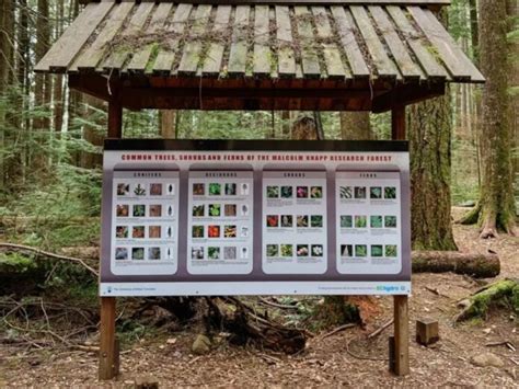 13 Fun Informative Trails At The Malcolm Knapp Research Forest