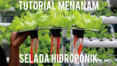 Tutorial Menanam Selada Hidroponik HIDROPONIKPEDIA
