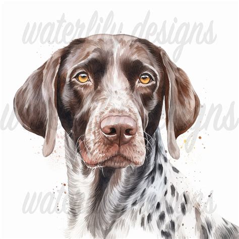 German Shorthaired Pointer Clipart Bundle 9 High Quality Jpgs
