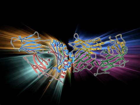 T Cell Receptor Antigen Complex Photograph By Laguna Design