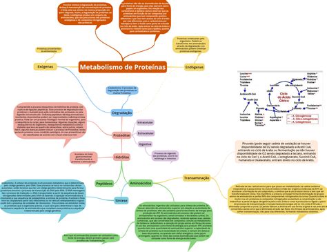 Mapa mental Metabolismo de Proteínas Bioquímica Animal