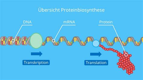 DNA Und RNA Im Vergleich Unterschiede Gemeinsamkeiten Mit Video