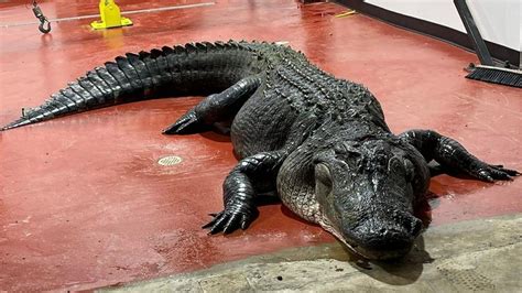 Alligator Hunters Bring In Ft Pound Alligator Out Of Lake Marion