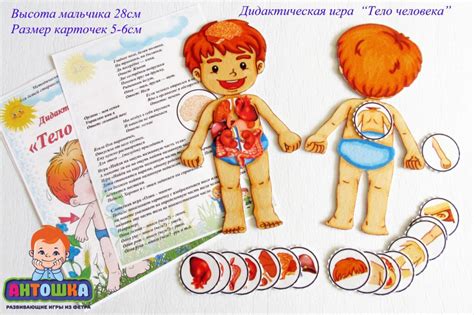 Части тела человека картинки для детей в садик по отдельности