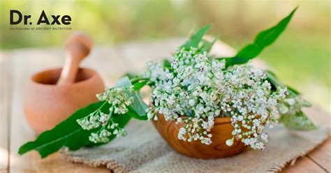 Valerian Root Benefits Uses Dosage And Side Effects Dr Axe