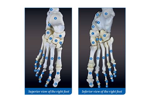 Bones Of The Feet Diagram Quizlet
