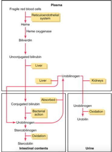 Chemical Examination Of Urine Flashcards Quizlet