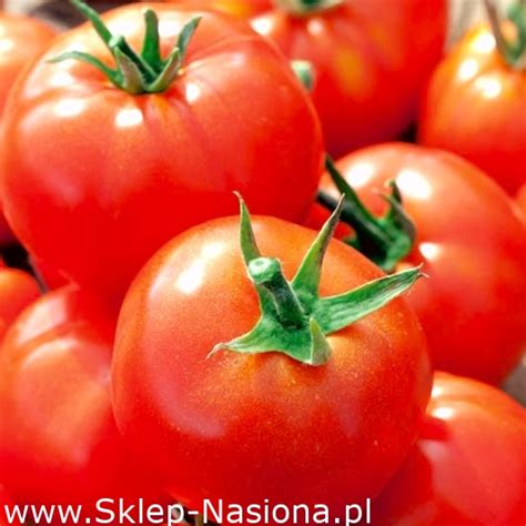 Pomidor Jawor Gruntowy Wczesny Smaczny I Delikatny W Sklep Nasiona