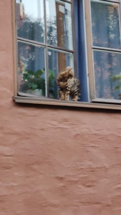 Video Katt sitter på fönsterbrädan Byggahus se