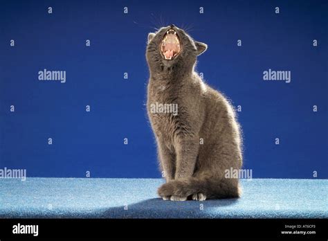Carthusian Cat Gaping Cut Out Stock Photo Alamy