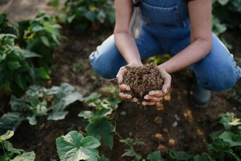 Agricultura Regenerativa Qu Es Principios Ejemplos Y Ventajas Resumen
