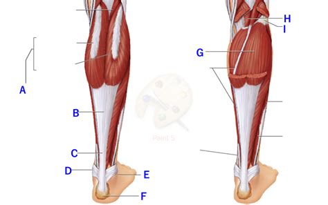 LAB PRACTICAL 2 Distal Leg Posterior Superficial Muscles Diagram Quizlet