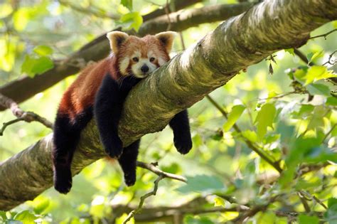 Por qué los pandas rojos están en peligro de extinción y qué podemos hacer