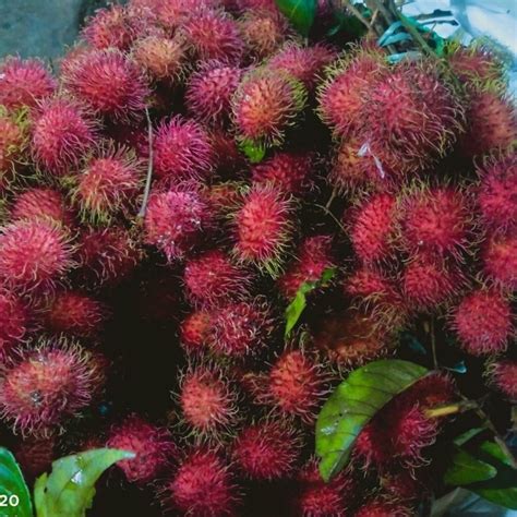 Jual Buah Rambutan Segar Rambutan Fresh Shopee Indonesia