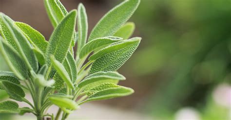 La Salvia Planta Assyaatriano