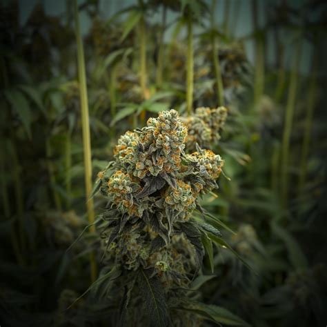 La Kush Cake Weed Strain Information Effects