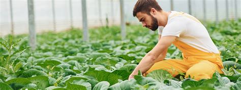 Agricoltura Sostenibile E Giovani L Osservatorio Enpaia Censis