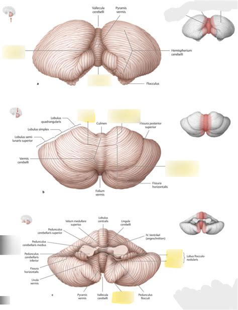 Cerebellum Diagram Quizlet