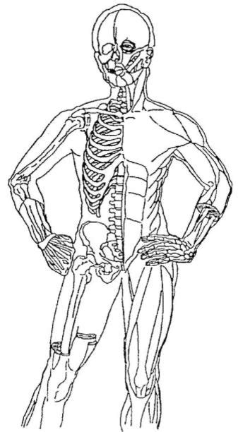 El Aparato Locomotor Para Colorear Cuidados Del Aparato Locomotor Hot