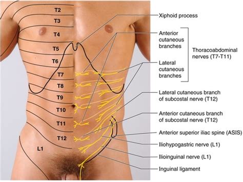 Overview Of The Abdomen Flashcards Quizlet