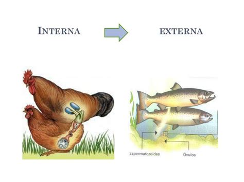 Reproducción Sexual en Animales Tipos Ejemplos y más