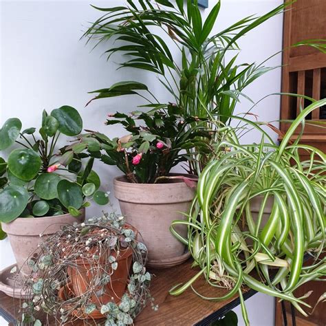 Mes 5 conseils pour de belles plantes d intérieur Wondermomes