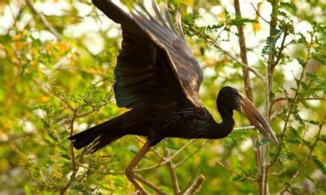 Days Rwanda Birding And Wildlife Safari Intare Safaris