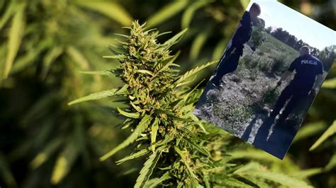 Policjanci usunęli plantację marihuany która nie istniała Dostali
