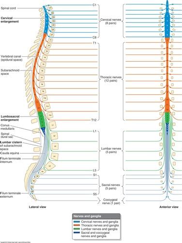 Spinal Cord Spinal Nerves And Nerve Plexuses Flashcards Quizlet