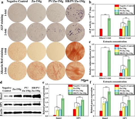 In Vitro Osteogenic Differentiation A ALP And Alizarin Red Staining
