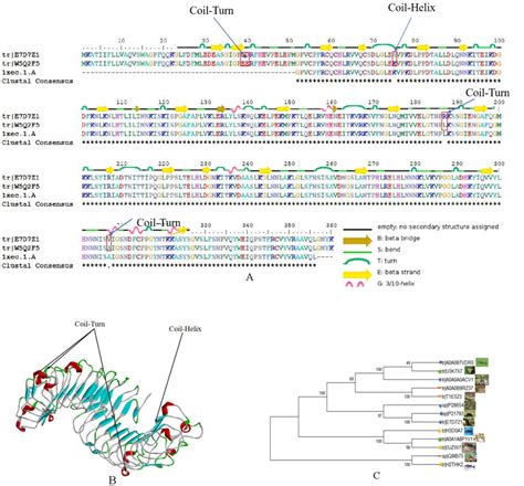 Protein Sequence Alignment D Modeling And Phylogenetic Analysis Of