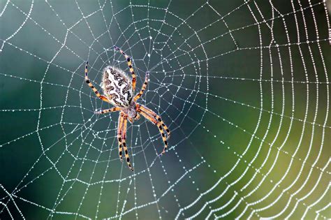 Scientists Reveal Spiders Web Making Secrets Earth