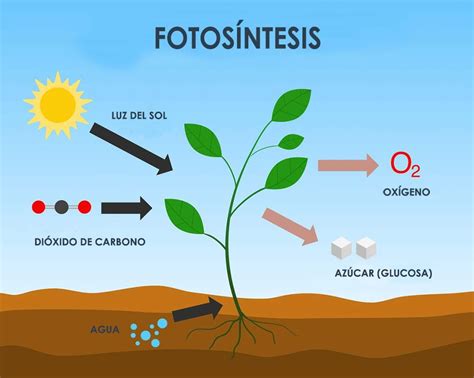 Por qué se caen las hojas en otoño explicación científica del fenómeno
