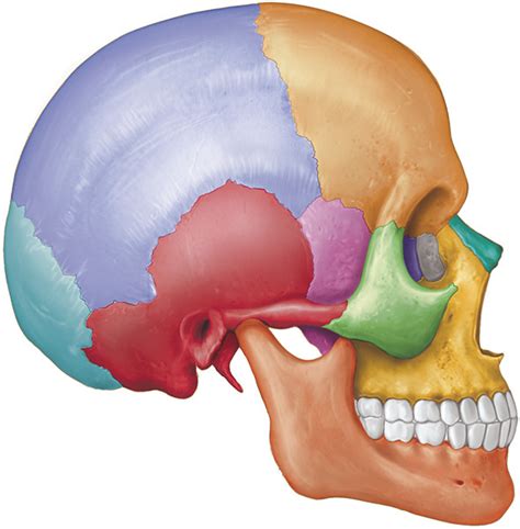 Lateral View Of Skull Labeling Diagram Quizlet