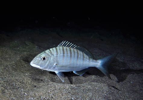Fische Mittelmeer Fischlexikon