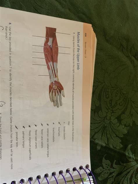 Solved Muscles Of The Lower Limb Using The Terms From The Chegg