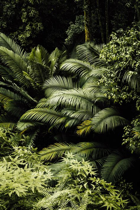 1300 Green Aesthetic Wallpapers Wallpapers