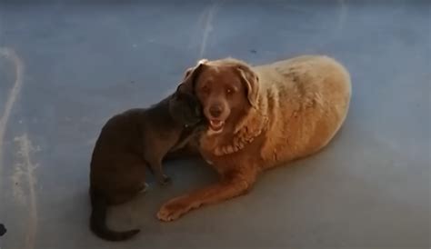 Bobi rompe el récord del perro más longevo de todos los años