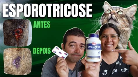 ESPOROTRICOSE EM GATOS Como Tratar FERIDAS ABERTAS Que NUNCA SARA Em