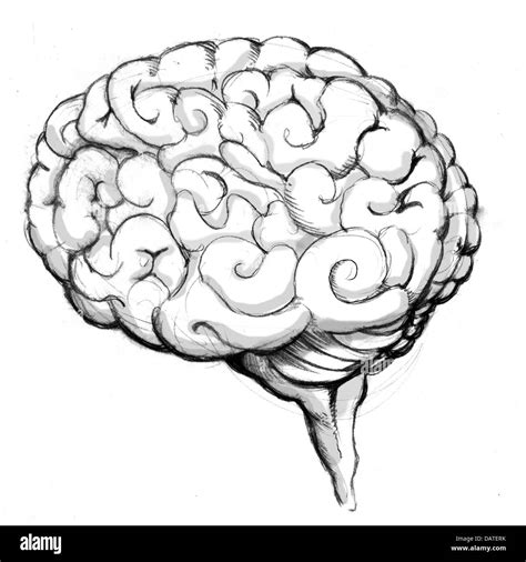 Dibujo del cerebro humano Fotografía de stock Alamy