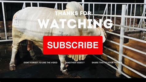 Huge Heavyweight American Red White Brahman Bulls At Fit And Fresh