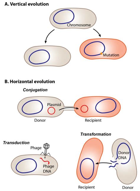 Horizontaler Gentransfer