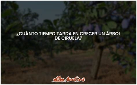 Tiempo de crecimiento de un árbol de ciruela todo lo que debes saber
