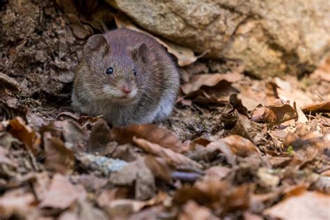 How To Keep Mice Out Of Your House Or Camper Dengarden