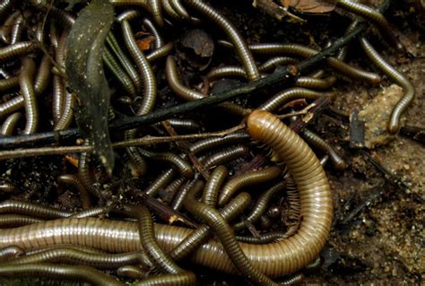 Giant Millipede Project Noah