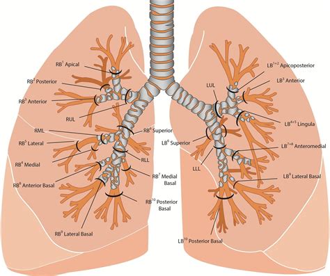 Human Lungs Labeled